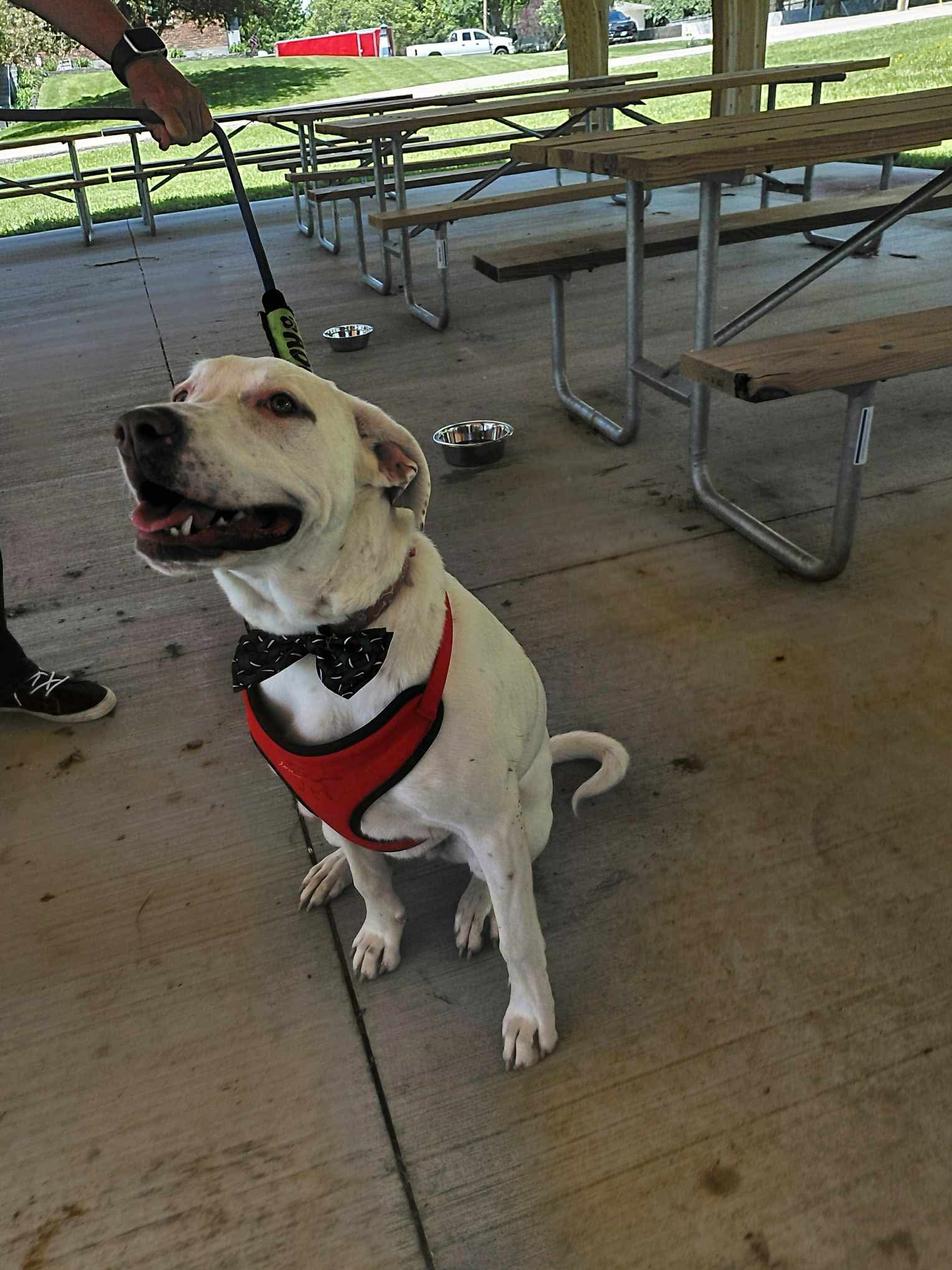 Dog for Adoption - Lyle, a Boxer in Dry Ridge, OH | Alpha Paw