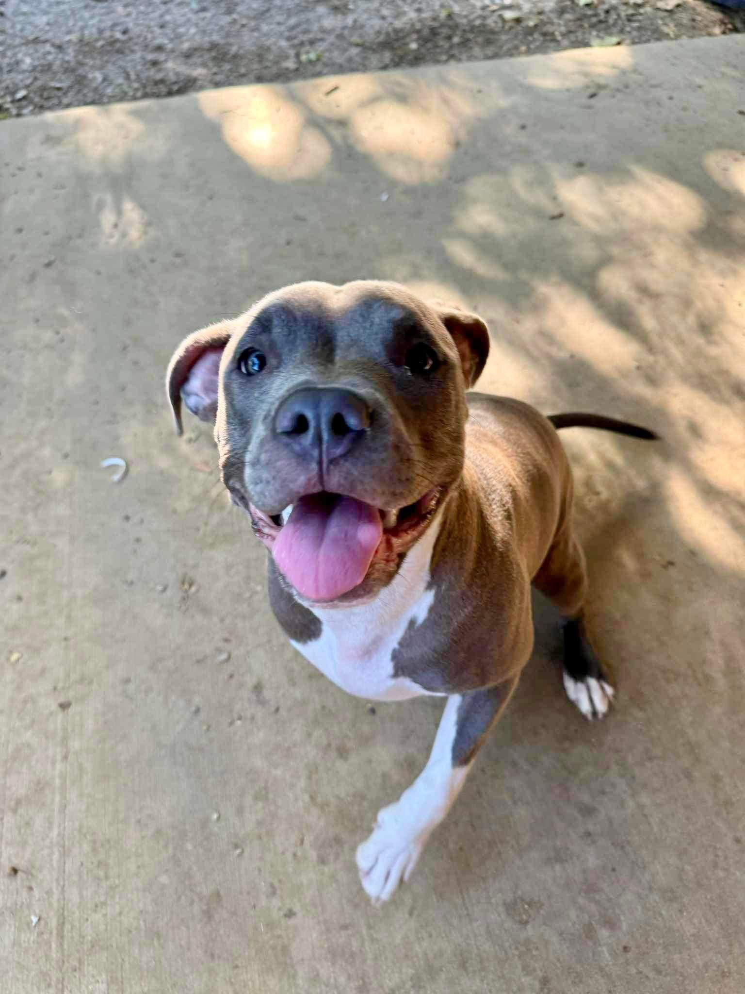 Dog for Adoption - Lilac, a American Pit Bull Terrier in Florence, KY ...
