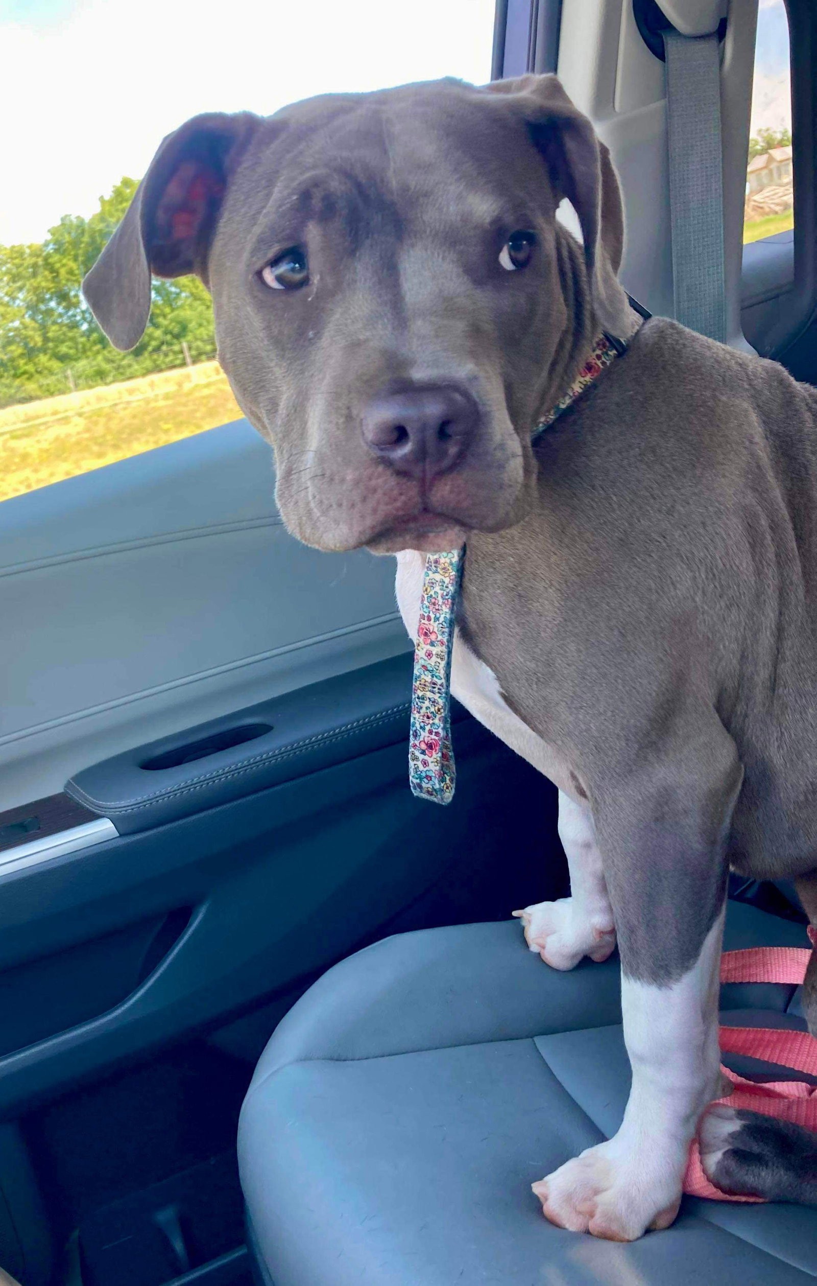 Dog for Adoption - Lilac, a American Pit Bull Terrier in Florence, KY ...