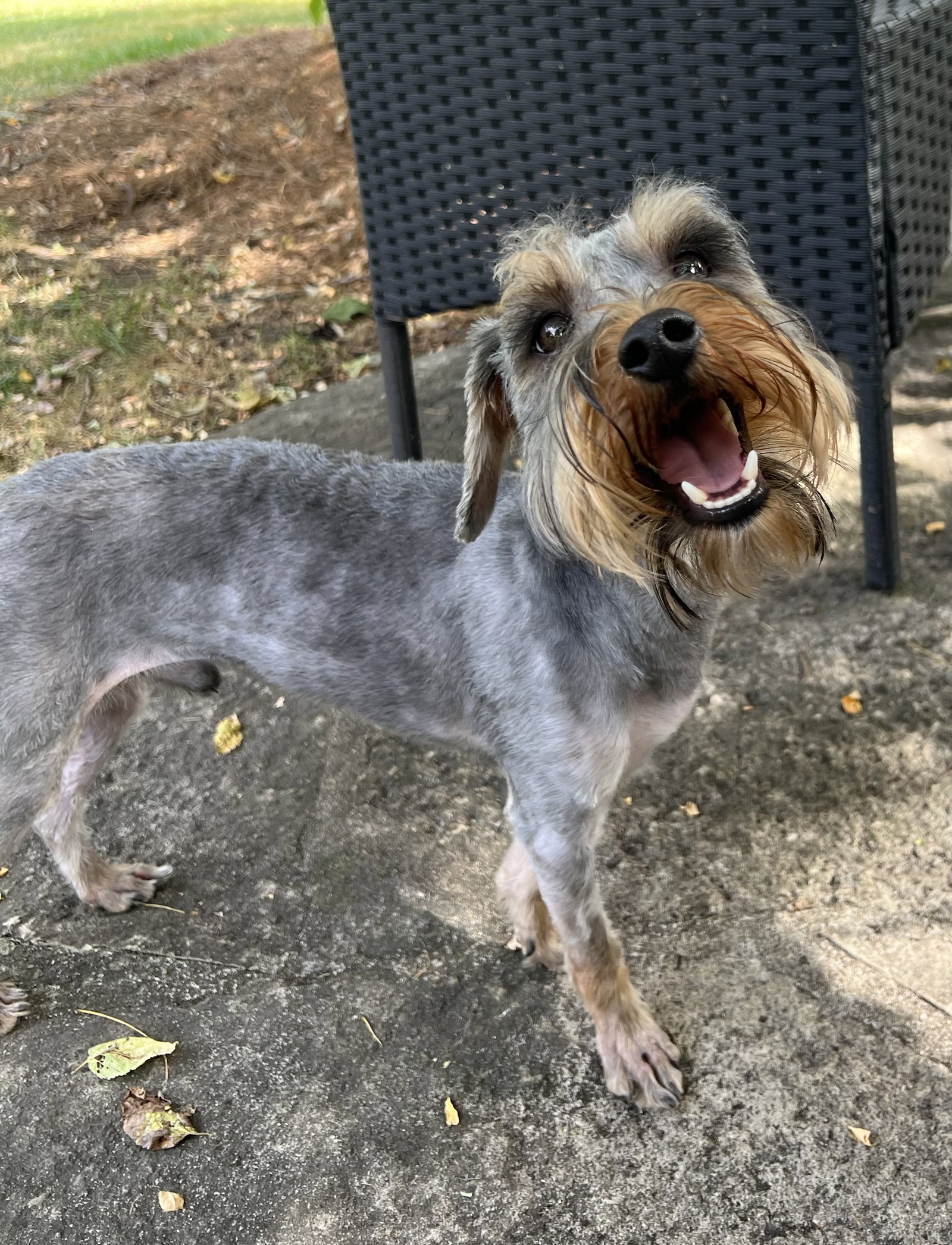Dog for Adoption - Bertram, a Miniature Schnauzer in Dayton, OH | Alpha Paw