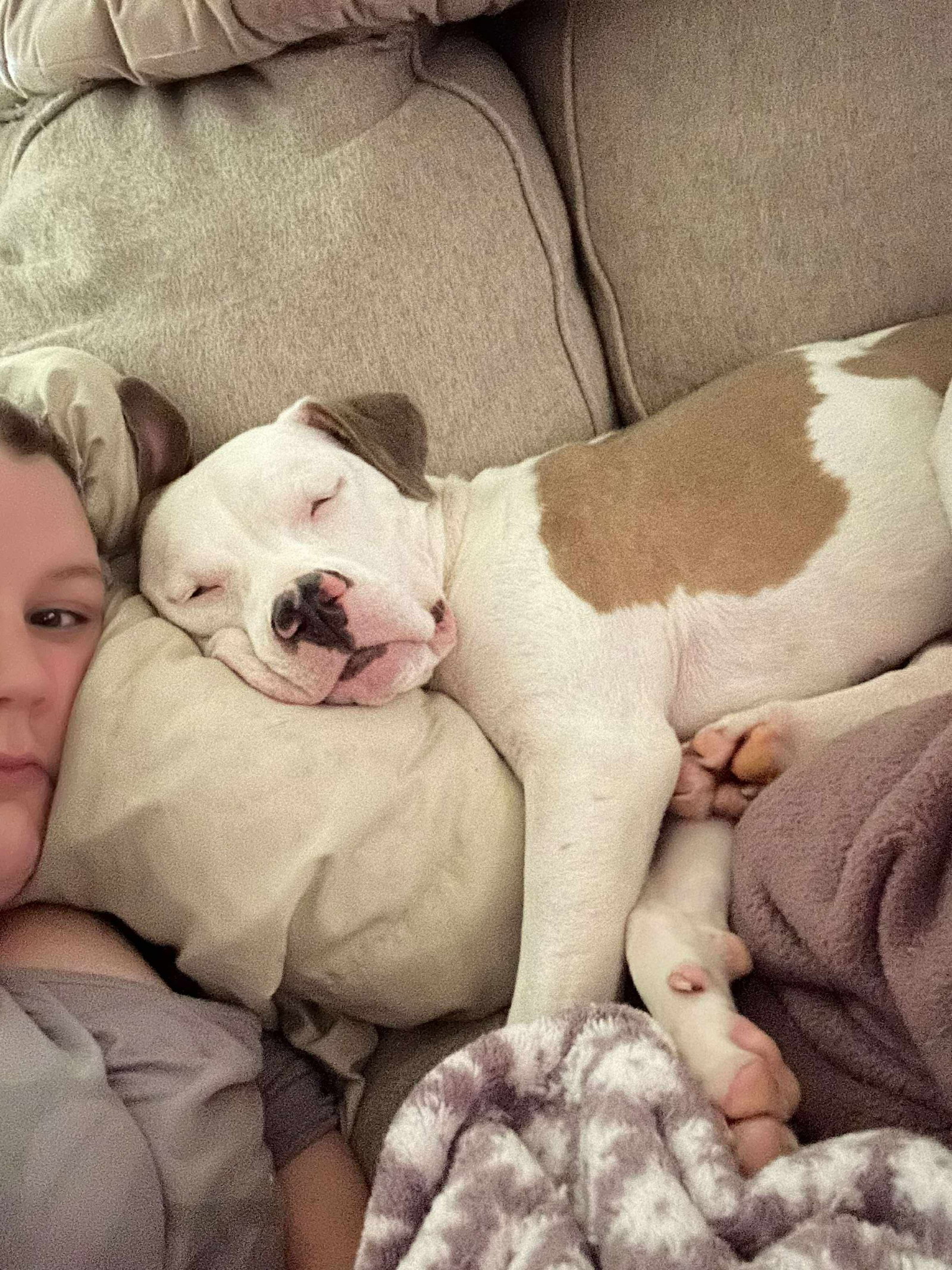 Dog for Adoption - Bonnie Diamond, a American Pit Bull Terrier in The ...