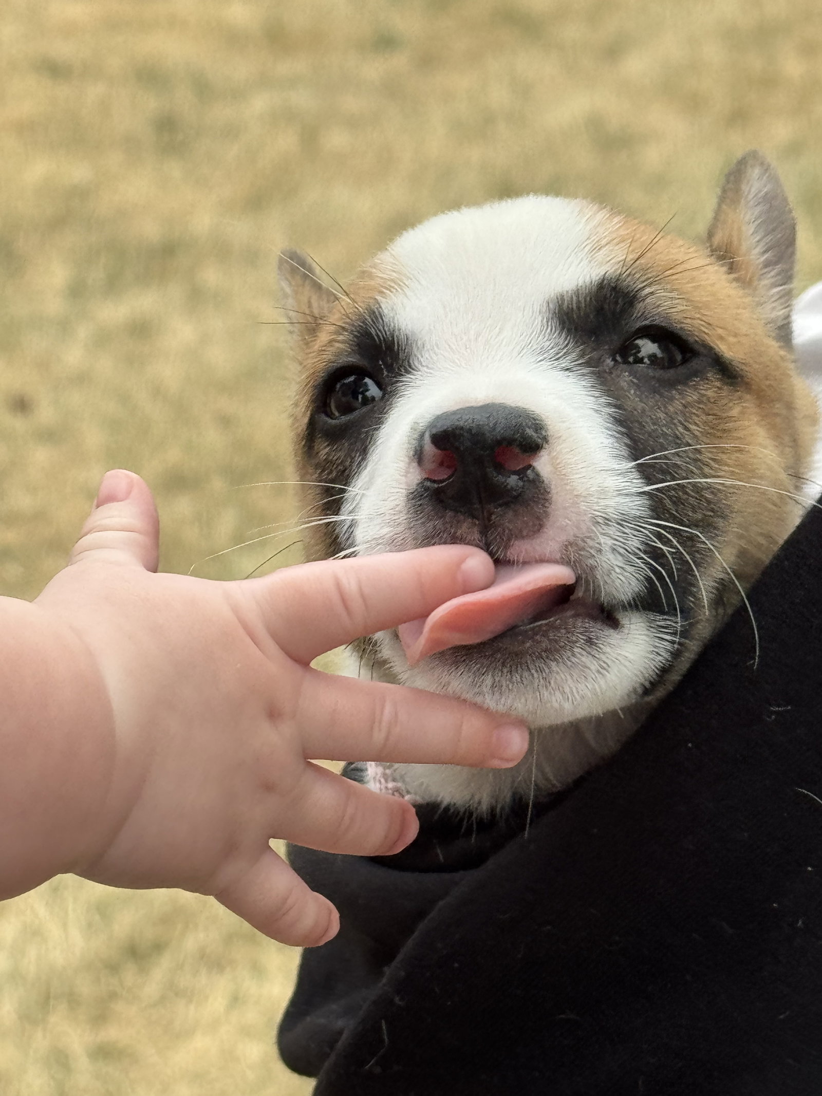Dog for Adoption - Dot Matrix, a Chihuahua in Hamilton County, OH ...