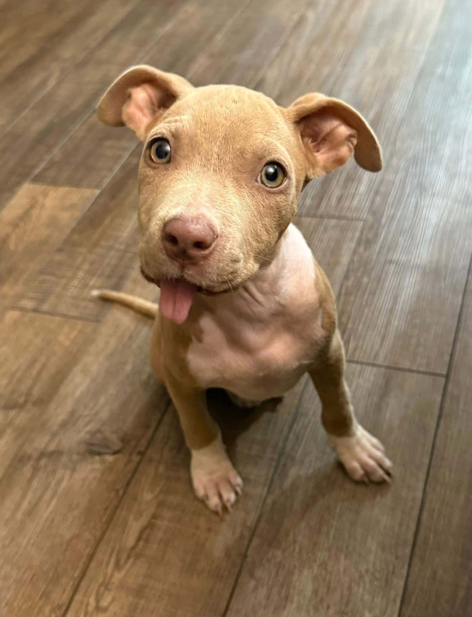 Dog for Adoption - Wendy Peffercorn, a American Pit Bull Terrier in ...