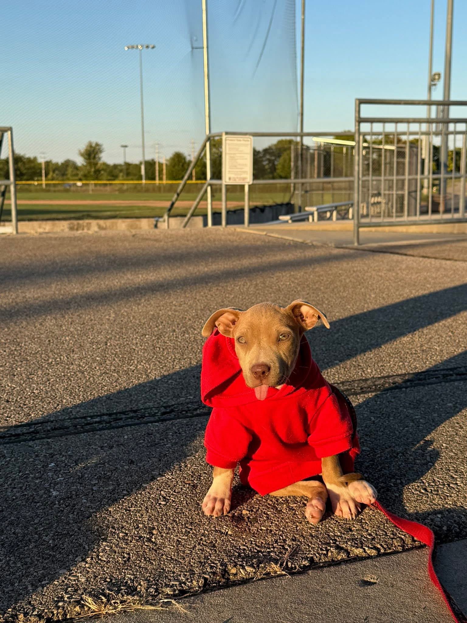 Dog for Adoption - Wendy Peffercorn, a American Pit Bull Terrier in ...