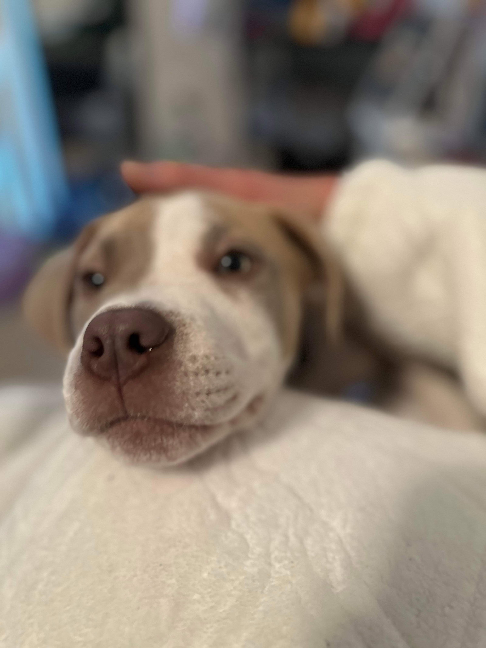 Dog for Adoption - Marley, a American Pit Bull Terrier in Chandler, AZ ...