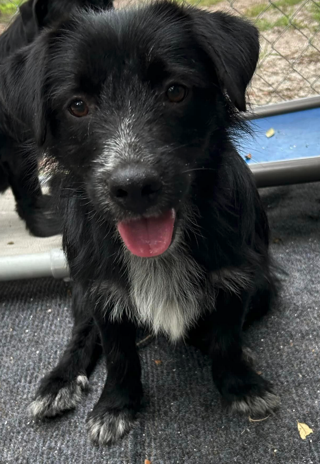 Dog for Adoption - Ace, a Border Collie in Oviedo, FL | Alpha Paw
