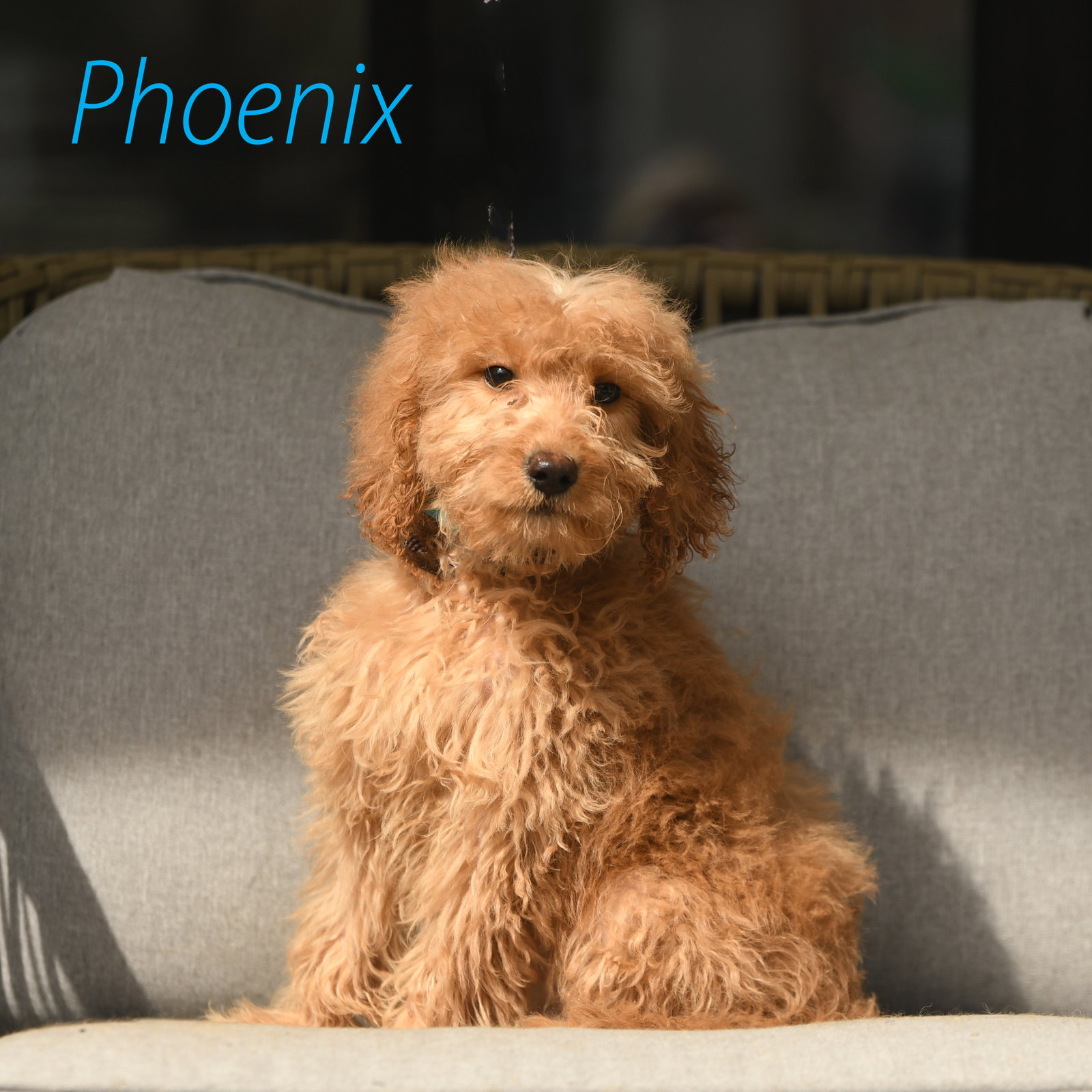 Dog for Adoption - Phoenix, a Poodle (Standard) in Spalding County, GA ...