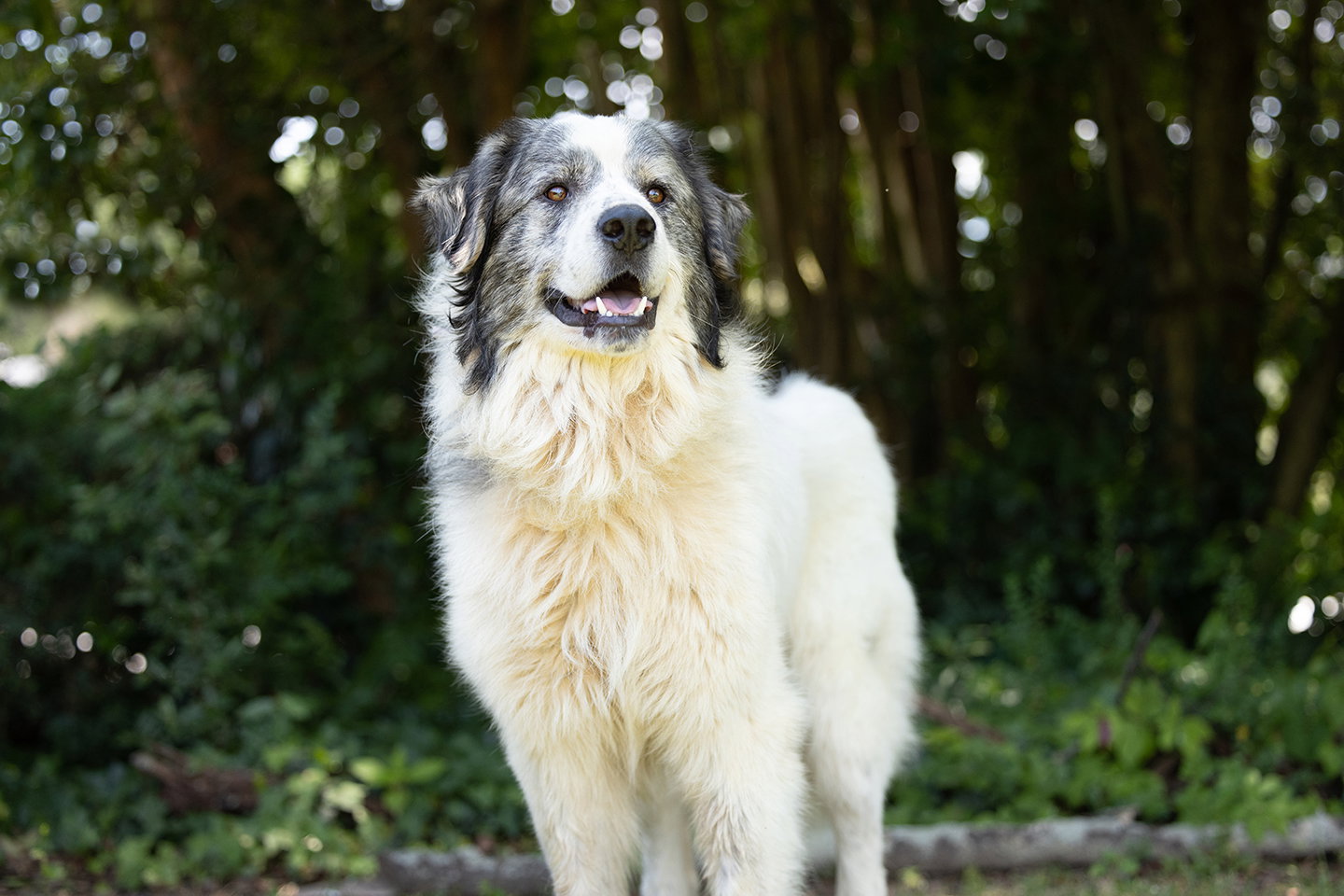 Dog for Adoption - Ghost, a Great Pyrenees in Paulding County, GA ...