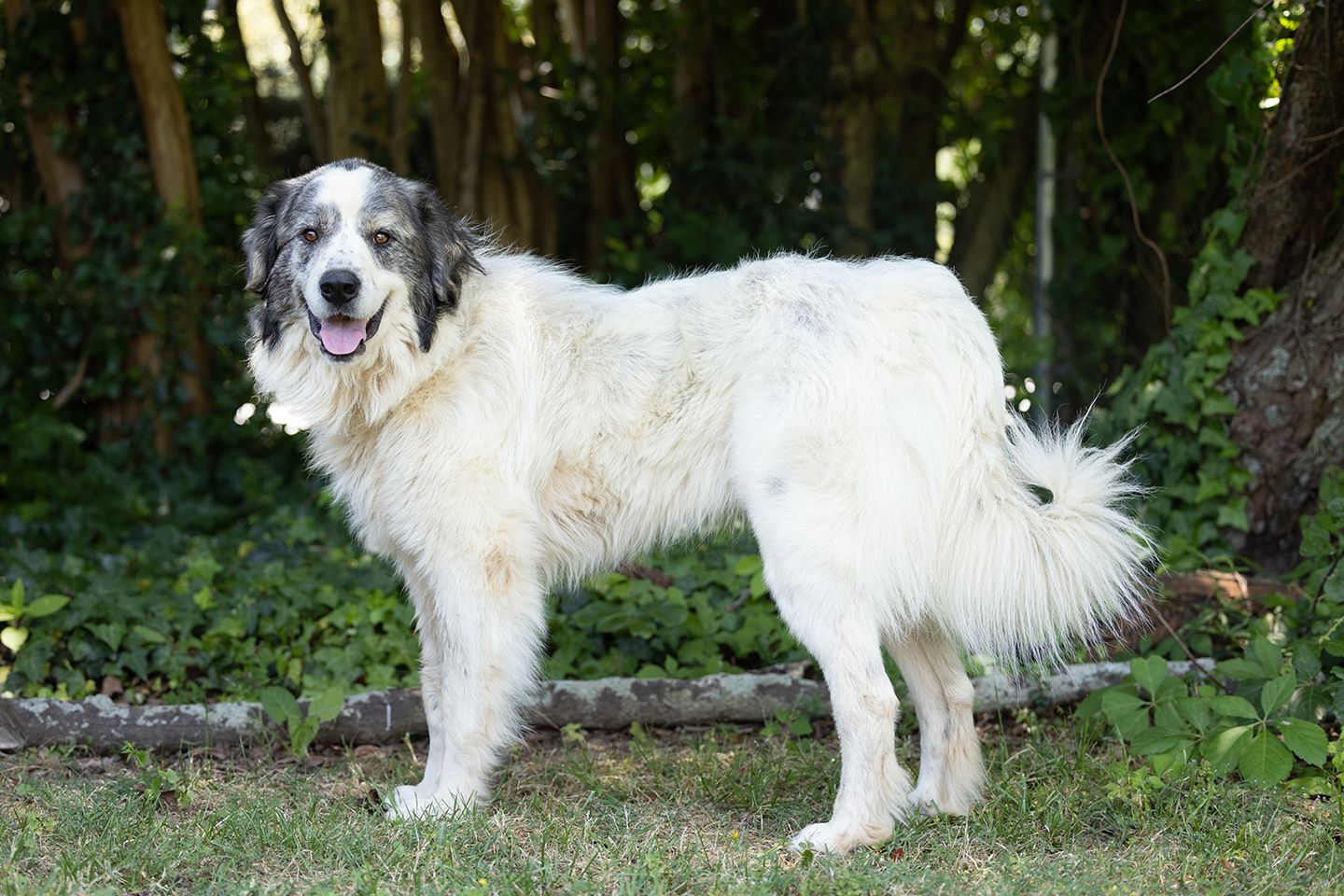 Dog for Adoption - Ghost, a Great Pyrenees in Paulding County, GA ...