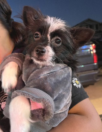 Dog for Adoption - Milo, a Border Collie in Camarillo, CA | Alpha Paw