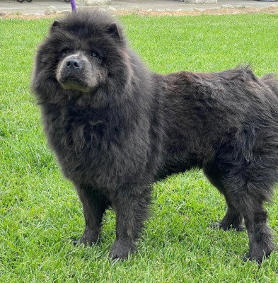 Dog for Adoption - Addy, a Chow Chow in Goleta, CA | Alpha Paw