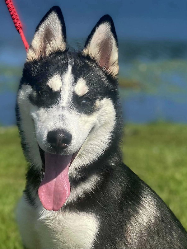 Dog for Adoption - Zena, a Siberian Husky in City Of Fairfax, VA ...