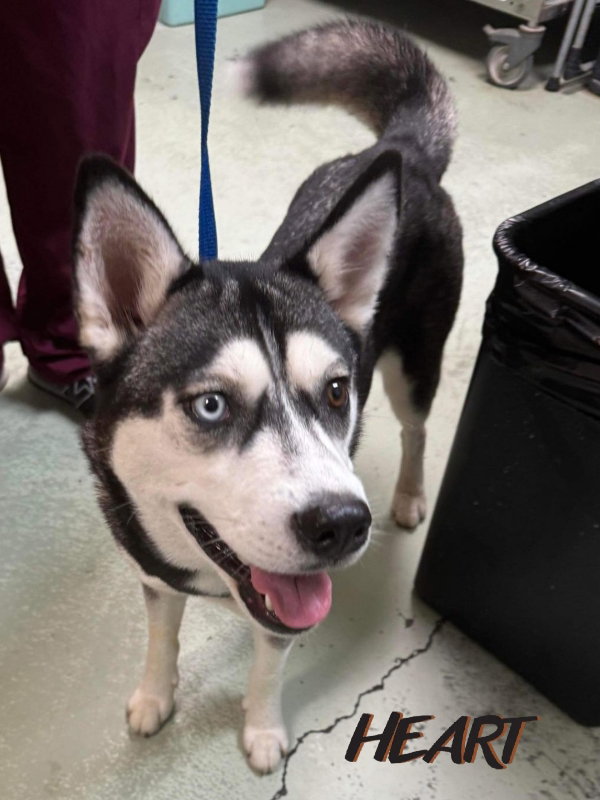 Dog for Adoption - Snooki, a Siberian Husky in Caroline County, MD ...