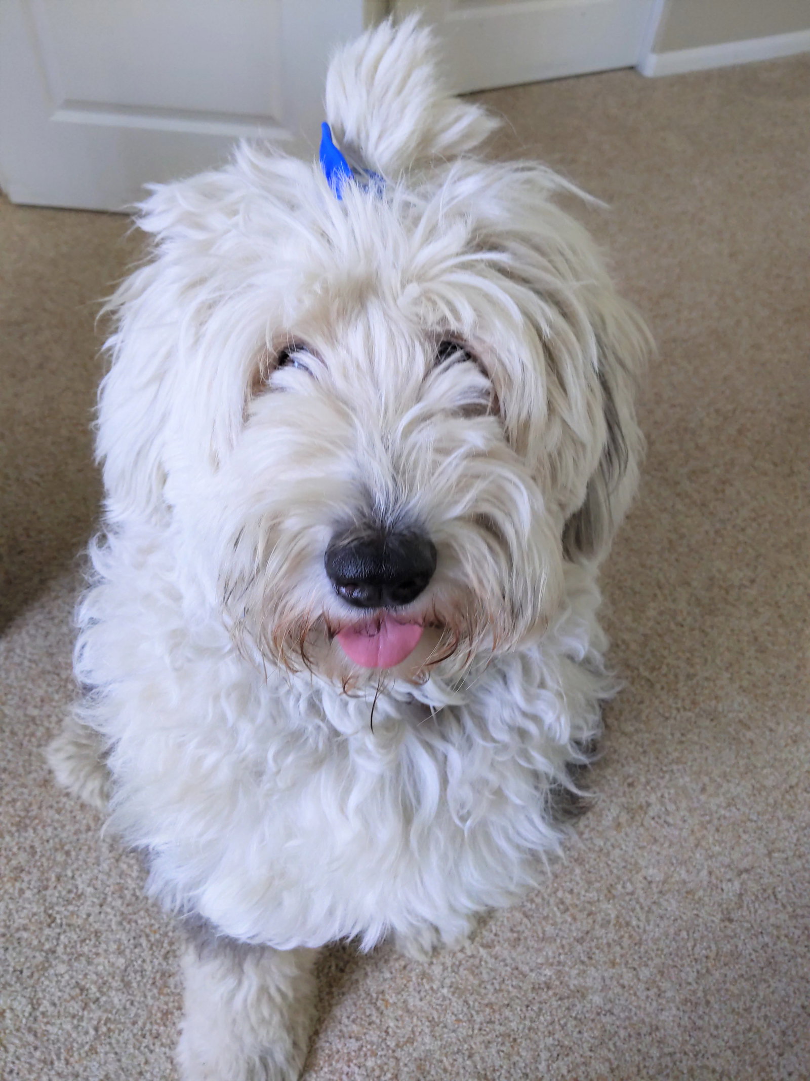 Dog for Adoption - Luna, a Old English Sheepdog in Bostonia, CA | Alpha Paw