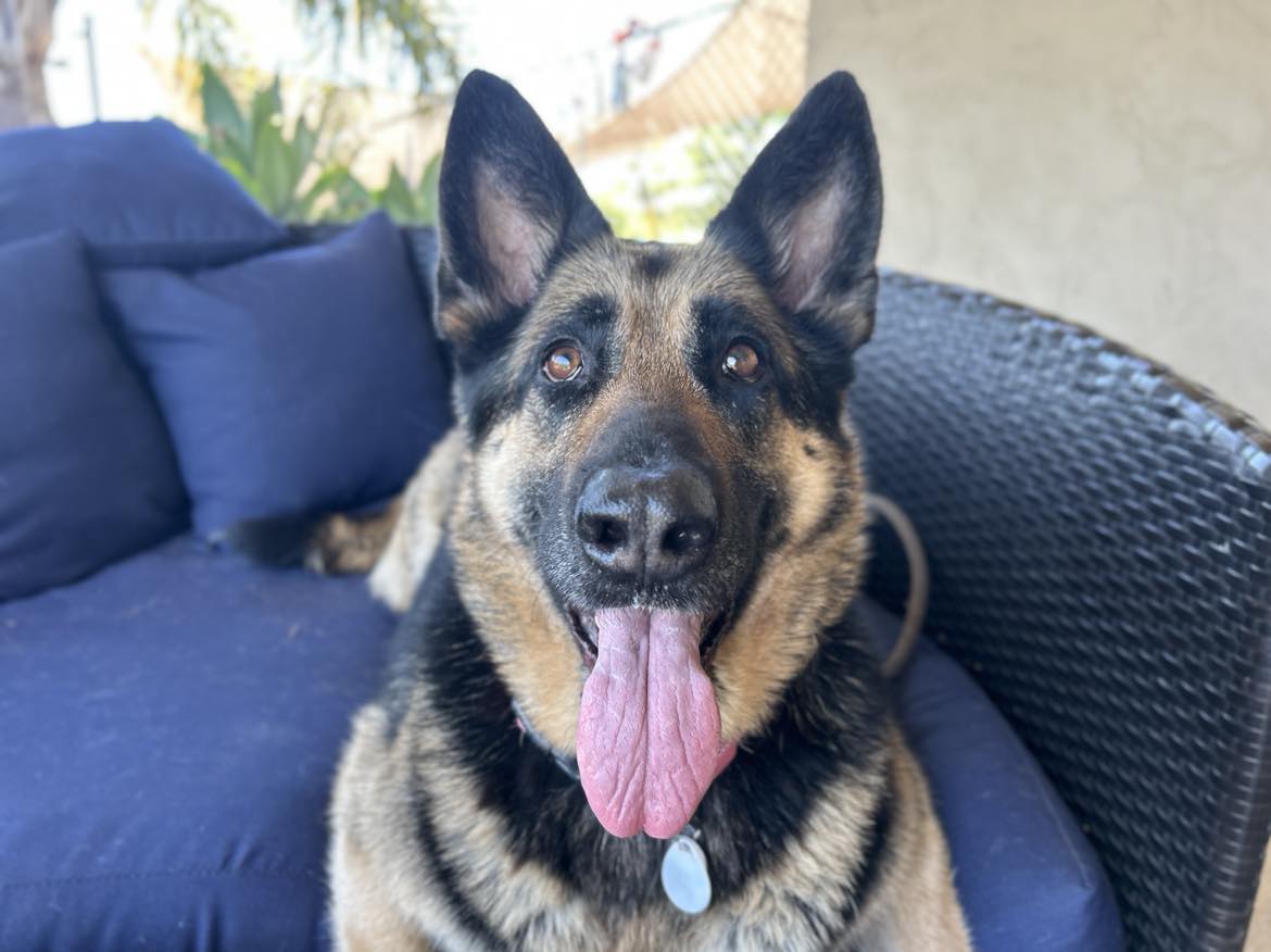 Dog for Adoption - Lucy, a German Shepherd Dog in Bostonia, CA | Alpha Paw