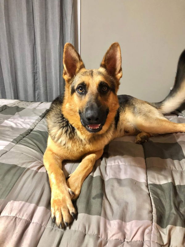 Dog for Adoption - Odin, a German Shepherd Dog in Tift County, GA ... Dog for Adoption - Odin, a German Shepherd Dog in Tift County, GA ...