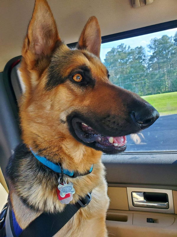 Dog for Adoption - Odin, a German Shepherd Dog in Tift County, GA ... Dog for Adoption - Odin, a German Shepherd Dog in Tift County, GA ...