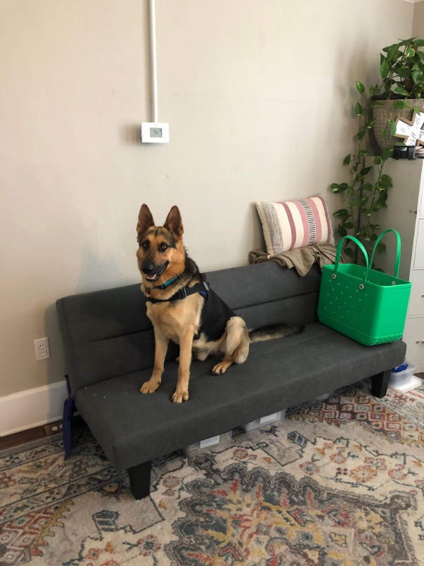 Dog for Adoption - Odin, a German Shepherd Dog in Tift County, GA ... Dog for Adoption - Odin, a German Shepherd Dog in Tift County, GA ...