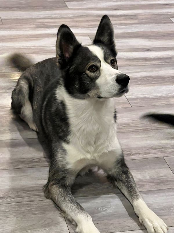 Dog for Adoption - Boone, a Shepherd in Mayflower Village, CA | Alpha Paw