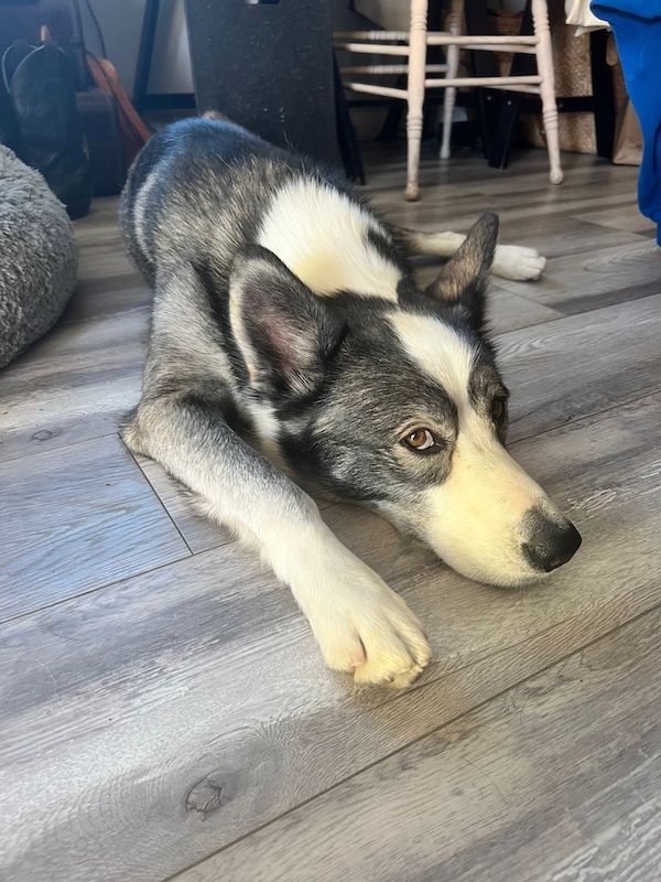 Dog for Adoption - Boone, a Shepherd in Mayflower Village, CA | Alpha Paw