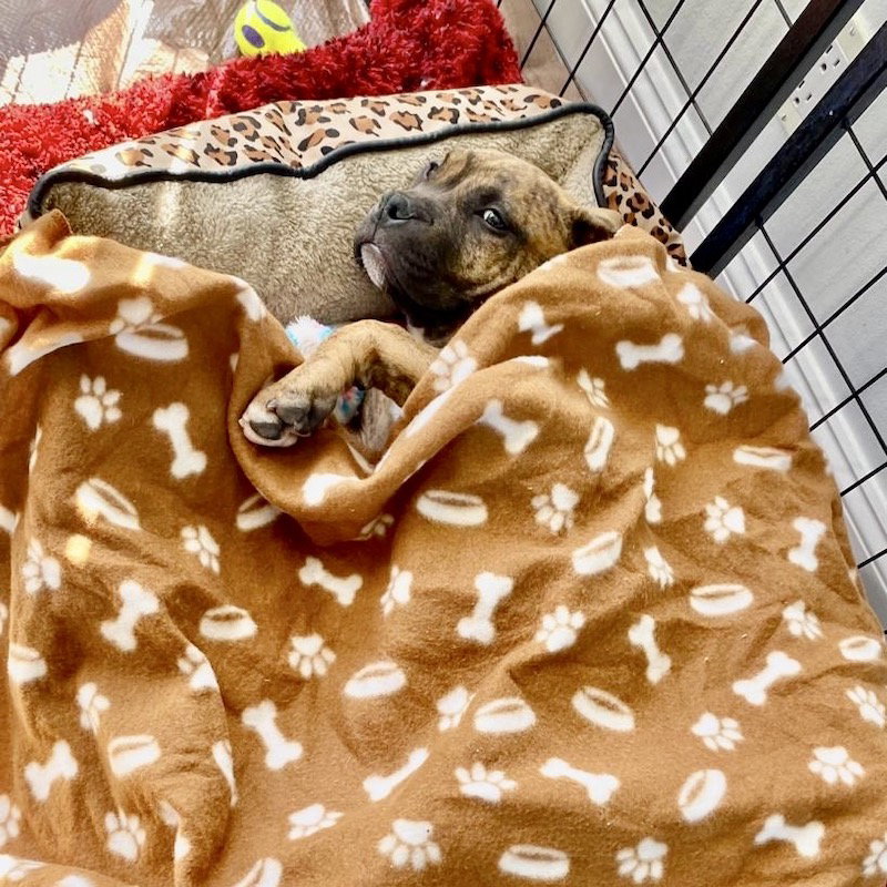 Dog for Adoption - Maïden, a Cane Corso Mastiff in Cudahy, CA | Alpha Paw
