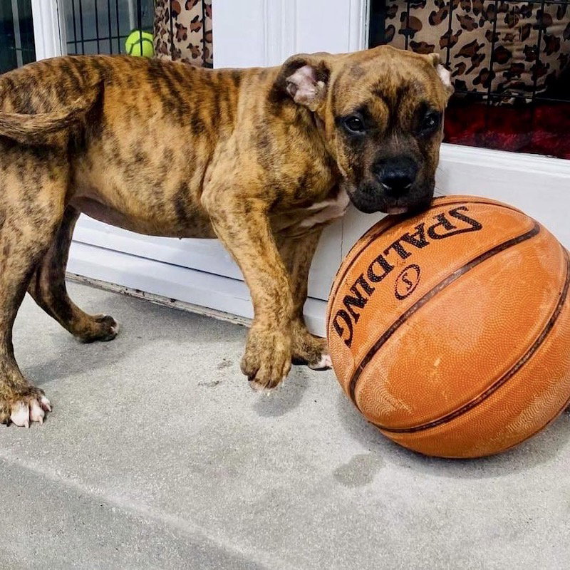 Dog for Adoption - Maïden, a Cane Corso Mastiff in Cudahy, CA | Alpha Paw