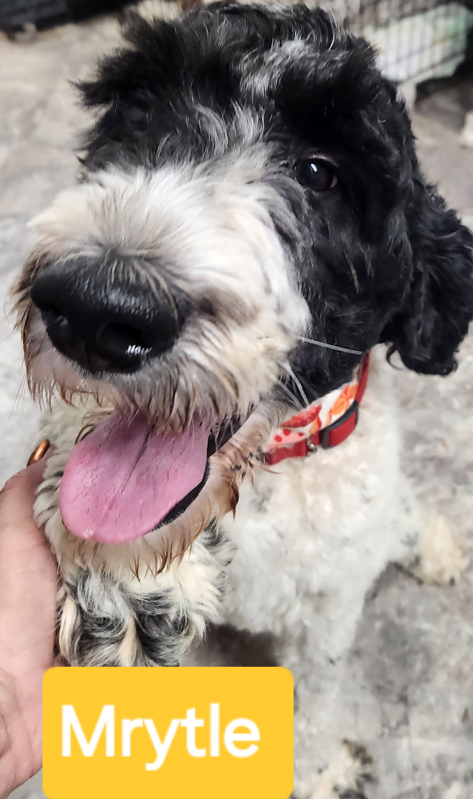 Mrytle( standard Sheepadoodle's Web Page