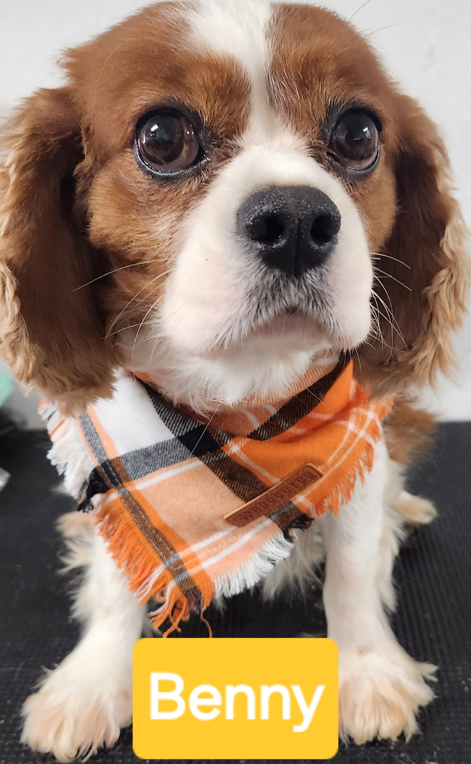 Benny's Web Page
