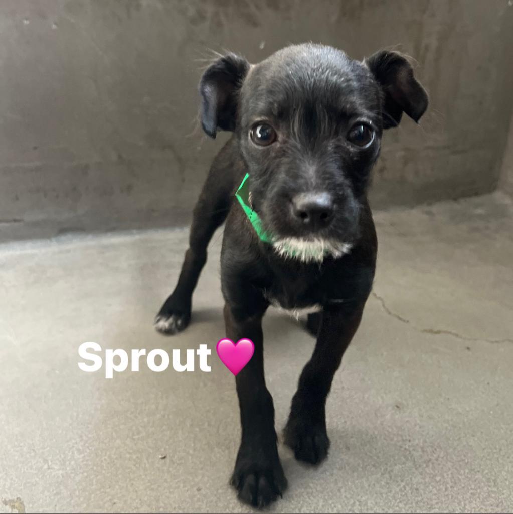 Chihuahua Dogs For Adoption Near Me