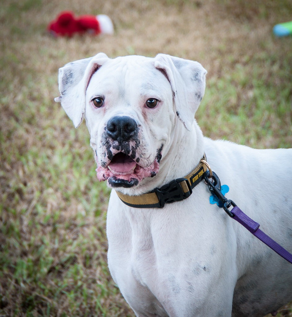 Meet Dudley - Male Boxer - Lone Star Boxer Rescue - Houston, TX