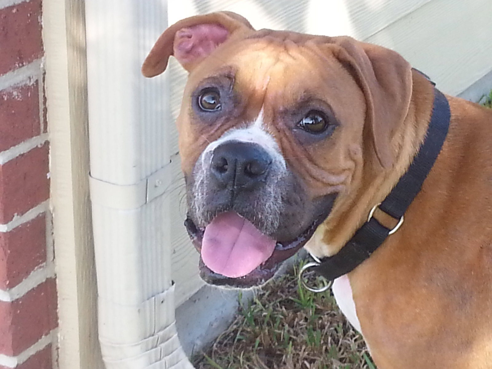 Meet Leon - Male Boxer - Lone Star Boxer Rescue - Houston, TX