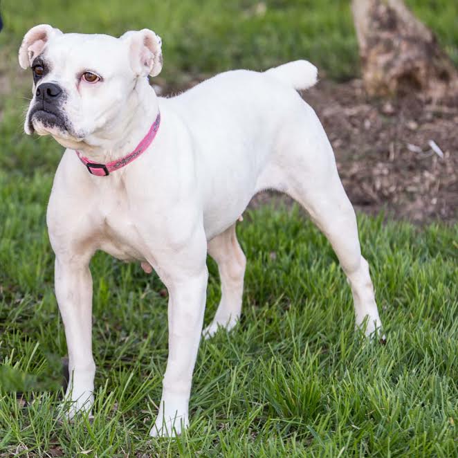 Meet Genny - Female Boxer - Lone Star Boxer Rescue - Houston, TX