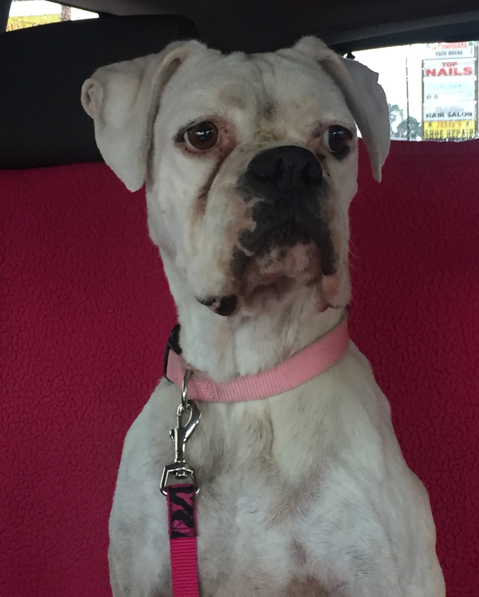 Meet Ansley - Female Boxer - Lone Star Boxer Rescue - Houston, TX