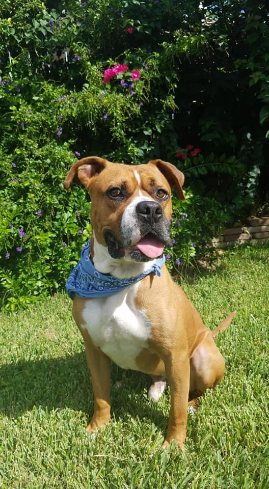 Meet Kenny - Male Boxer - Lone Star Boxer Rescue - Houston, TX