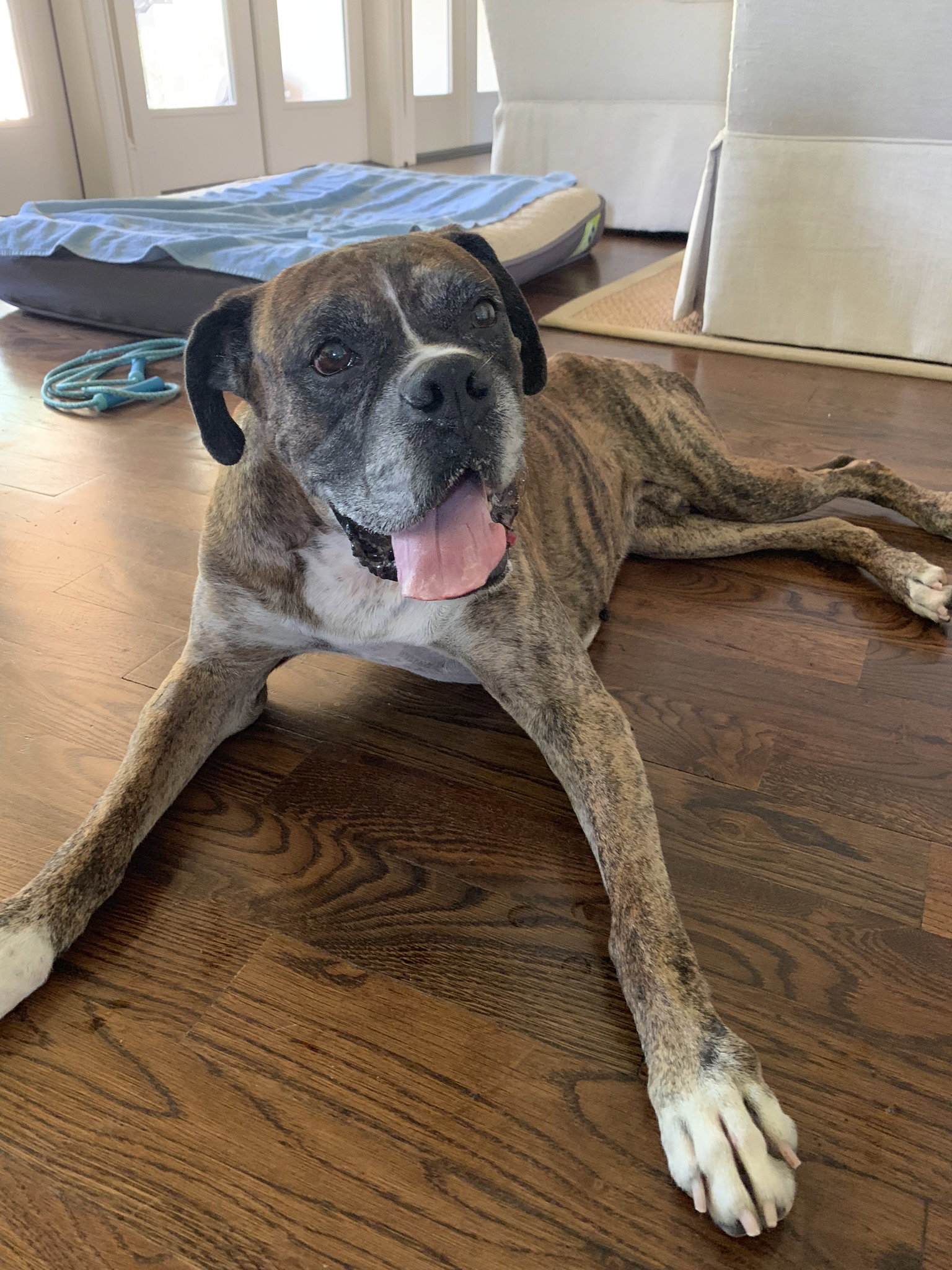 Meet Pedro - Male Boxer - Lone Star Boxer Rescue - Houston, TX