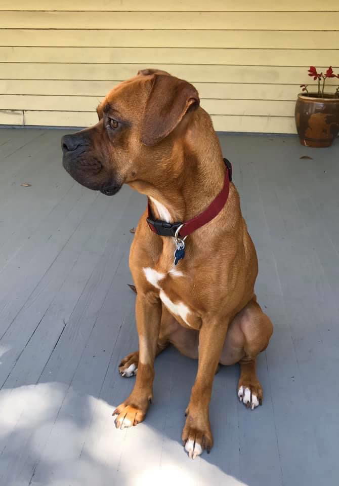 Meet Howie - Male Boxer - Lone Star Boxer Rescue - Houston, TX