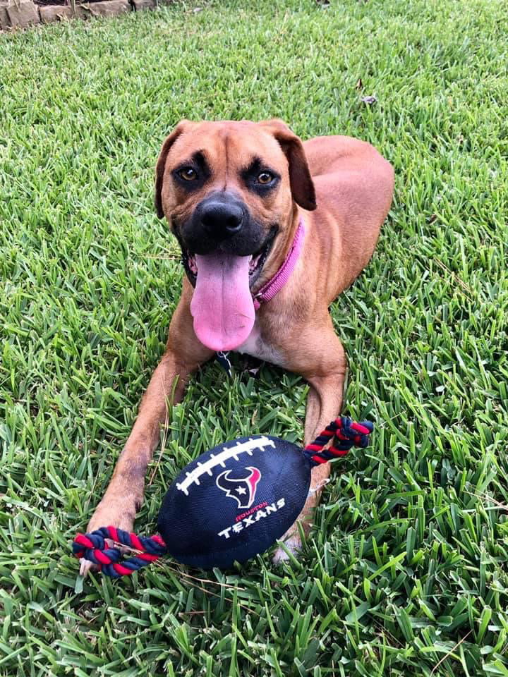 Meet Rosemary - Female Boxer - Lone Star Boxer Rescue - Houston, TX
