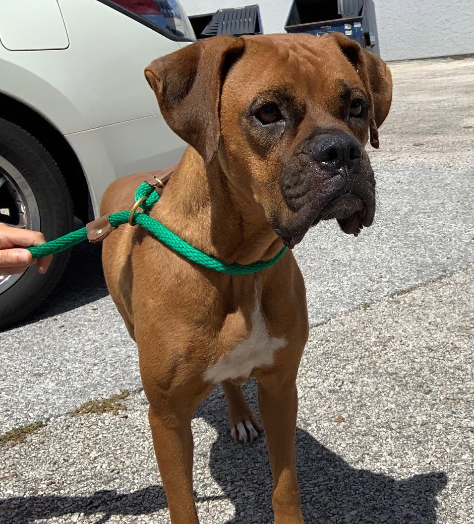 Meet Savannah - Female Boxer - Lone Star Boxer Rescue - Houston, TX