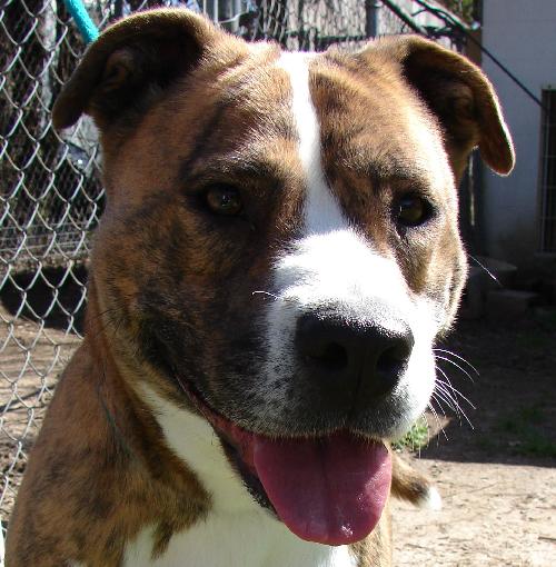 Meet Libby - Female Boxer / Mixed - Lone Star Boxer Rescue - Houston, TX