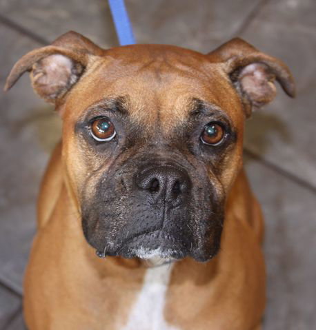 Meet Electra - Female Boxer - Lone Star Boxer Rescue - Houston, TX