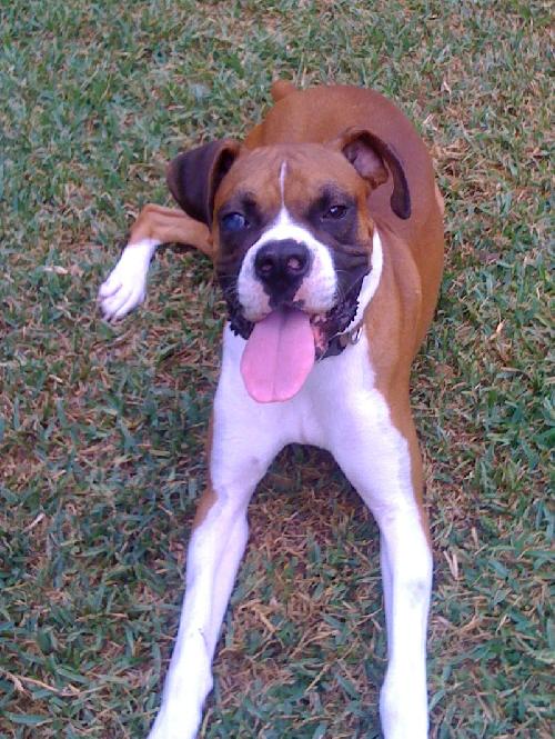 Meet Reggie - Male Boxer - Lone Star Boxer Rescue - Houston, TX