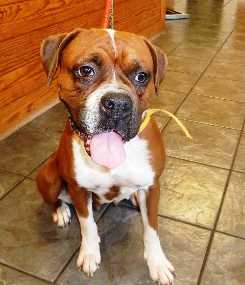 Meet Bristol - Female Boxer - Lone Star Boxer Rescue - Houston, TX