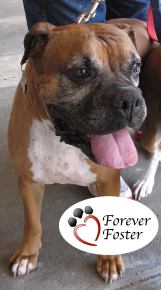 Meet Jake - Male Boxer - Lone Star Boxer Rescue - Houston, TX