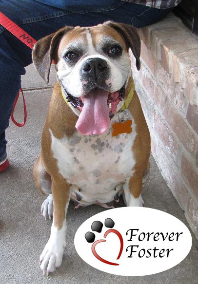 Meet Isabel - Female Boxer - Lone Star Boxer Rescue - Houston, TX