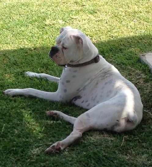 Meet Diamond - Female Boxer - Lone Star Boxer Rescue - Houston, TX