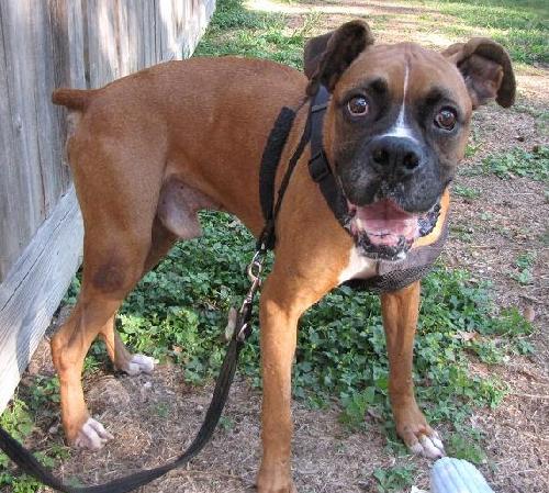 Meet Apollo - Male Boxer - Lone Star Boxer Rescue - Houston, TX