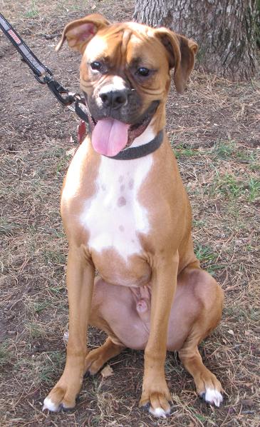 Meet Zeke - Male Boxer - Lone Star Boxer Rescue - Houston, TX