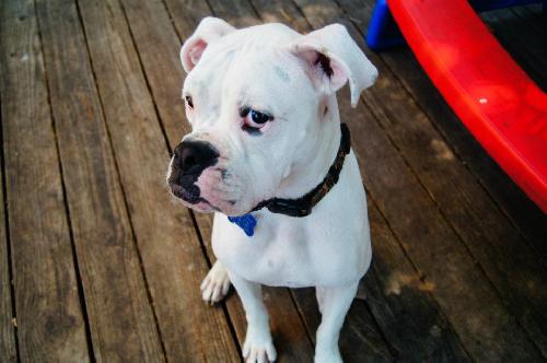 Meet Lennox - Male Boxer - Lone Star Boxer Rescue - Houston, TX
