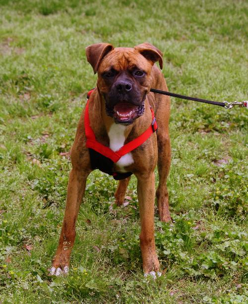 Meet Roscoe - Male Boxer - Lone Star Boxer Rescue - Houston, TX
