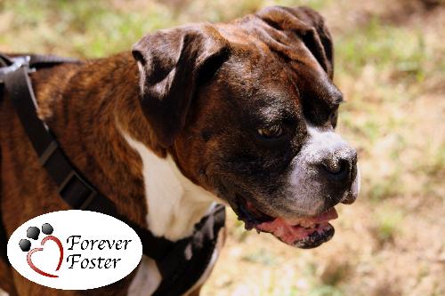 Meet Belle - Female Boxer - Lone Star Boxer Rescue - Houston, TX